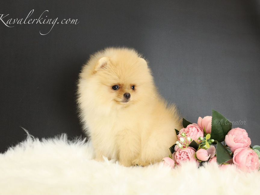 Померанский шпиц мальчик