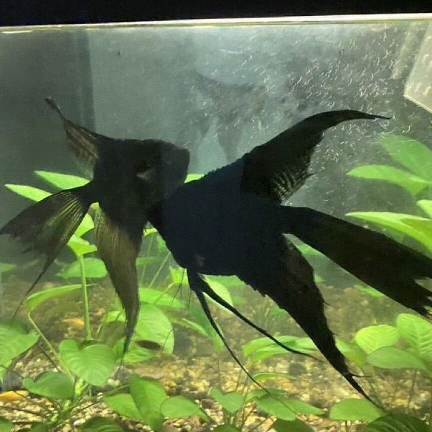 Скалярия вуаль