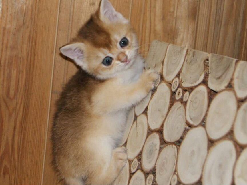 Шотландская золотая шиншилла