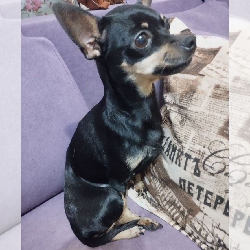 Русский той-терьер, взрослая собака