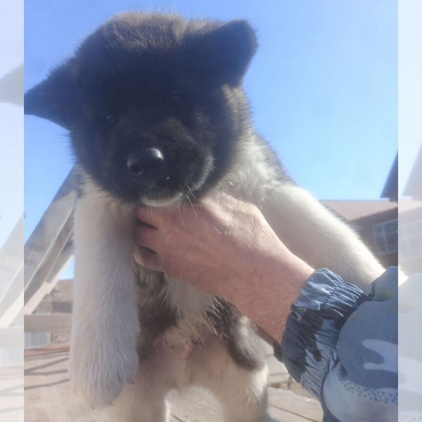 Американская акита, щенок