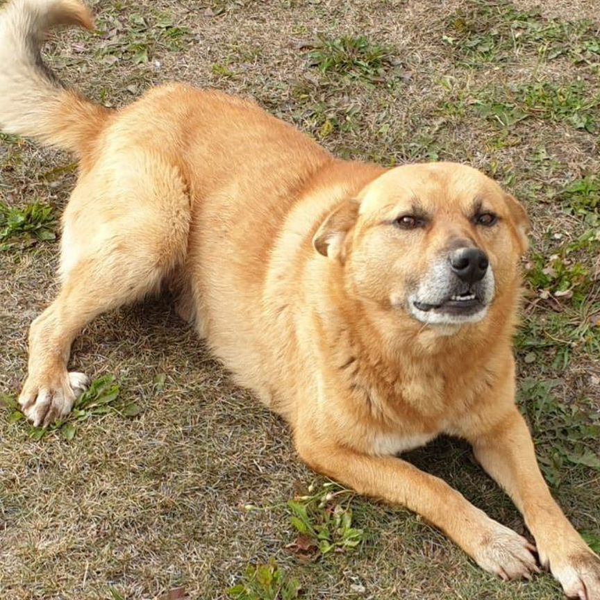 Потерялась собака Малый Ашап Ординский район