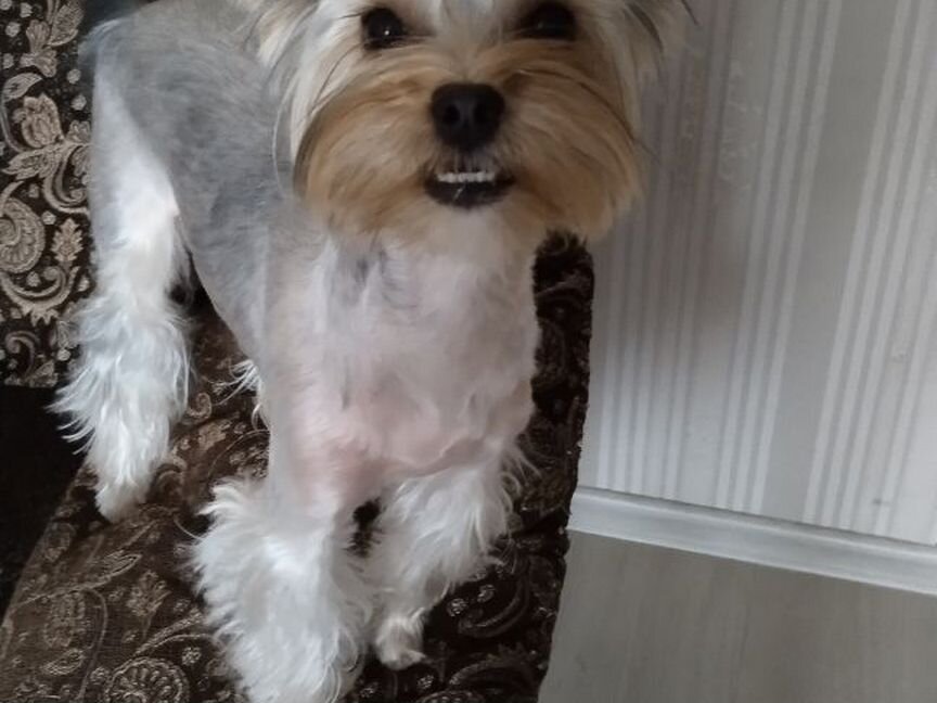 Йоркширский терьер мини