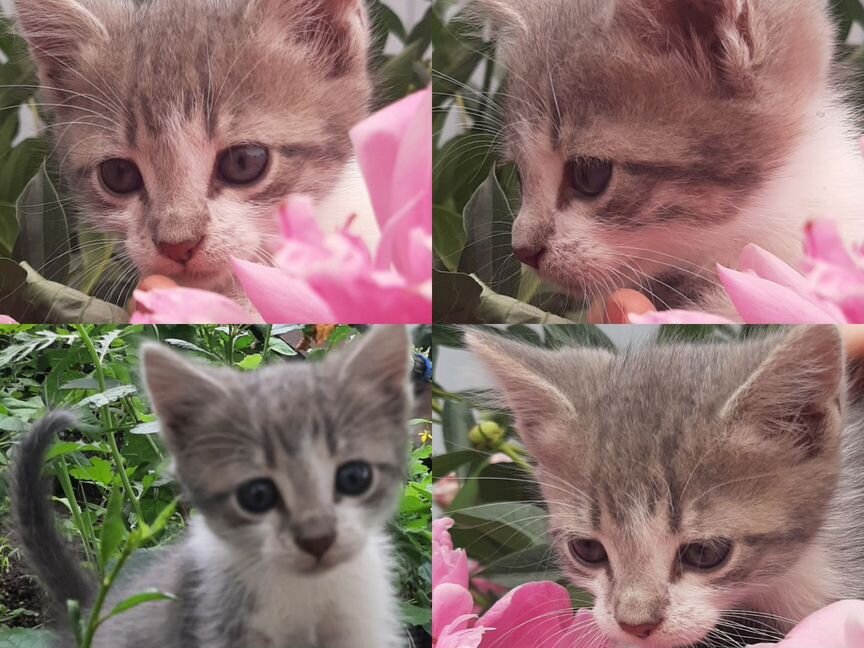 Котята. Возможна доставка