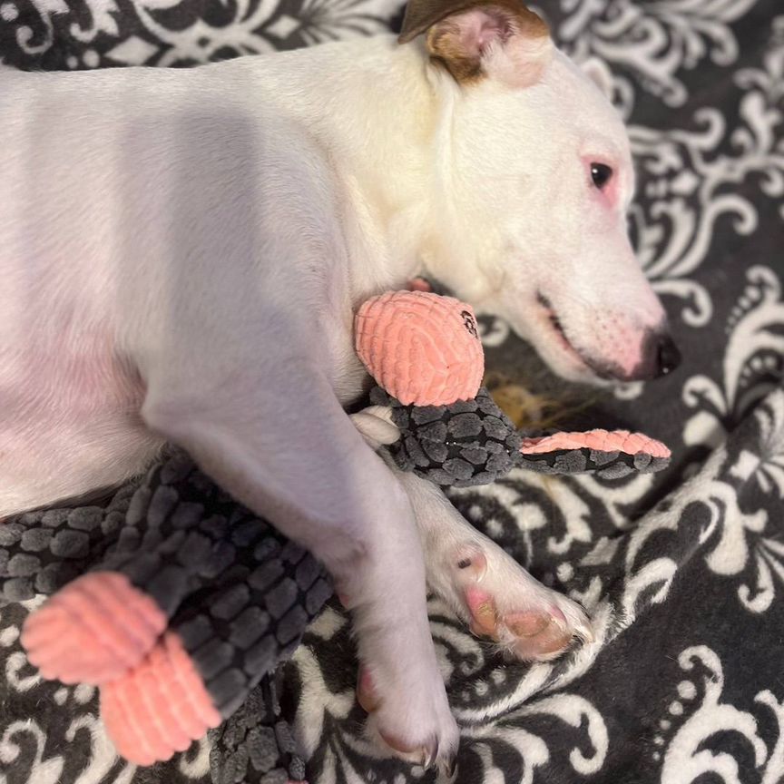 Джек-рассел-терьер, взрослый пёс