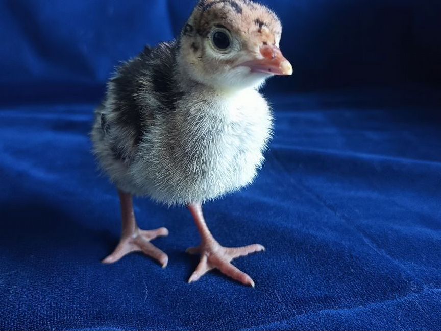 Индюшата бшг и Бронзовые Северо-Кавказские