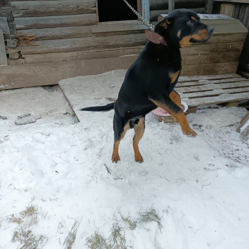 Собака в добрые руки отдам бесплатно