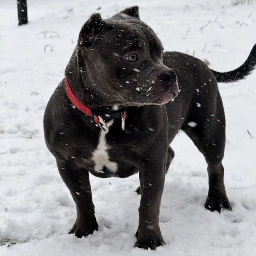 Подросток Ам. Булли