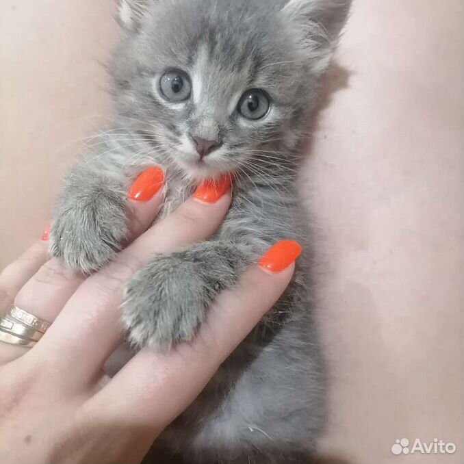 Серенький дымок, мальчик 1,5 месяца