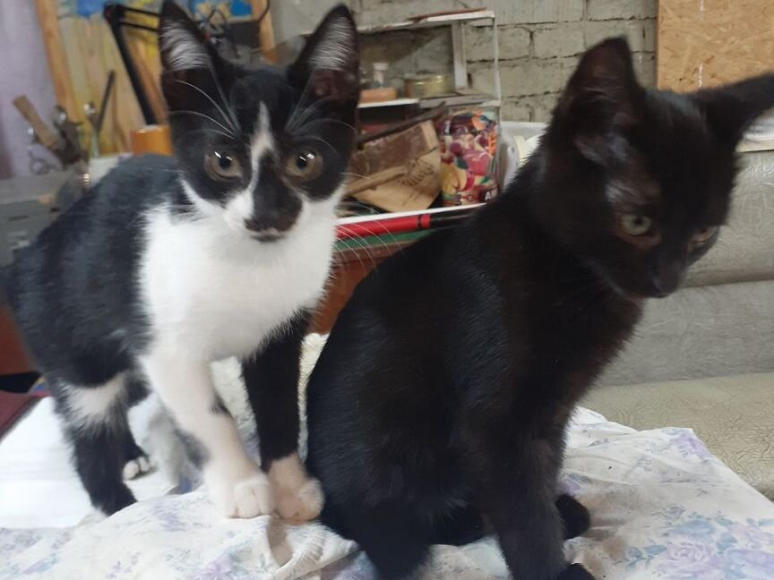 Котики в добрые руки