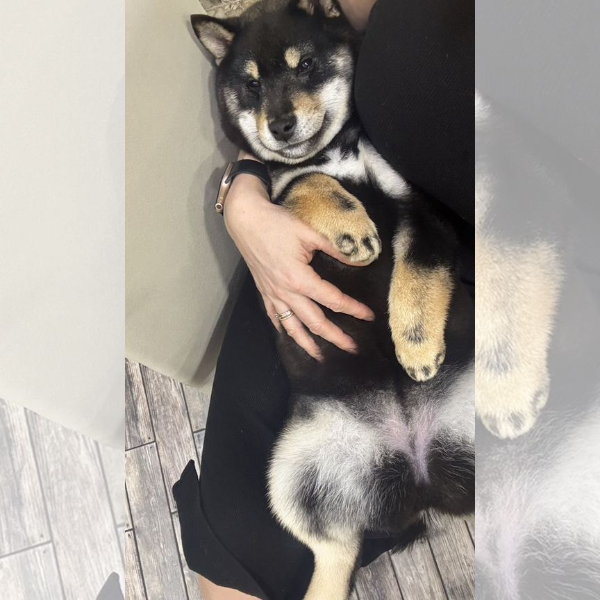 Сиба-ину, щенок