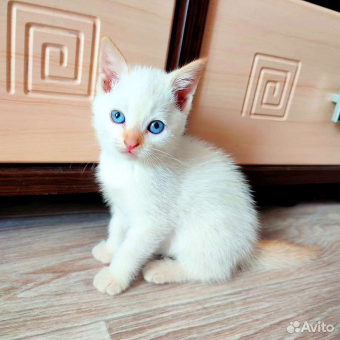Котёнок в добрые руки Тайский ред поинт