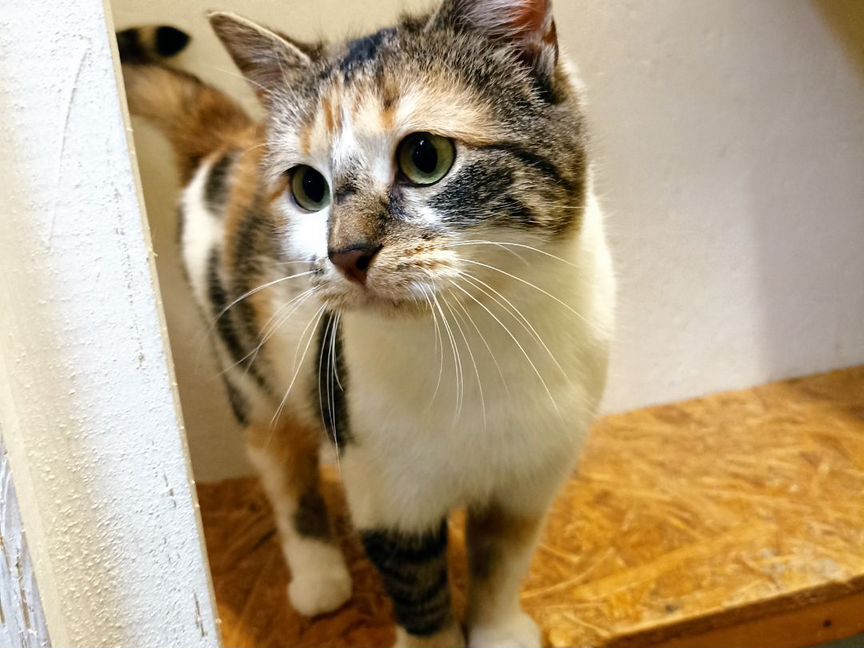 Кошки в добрые руки