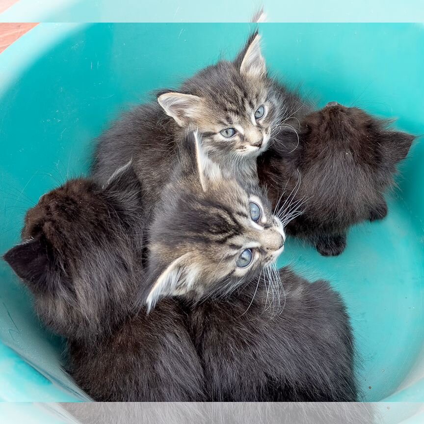 Котята в хорошие руки