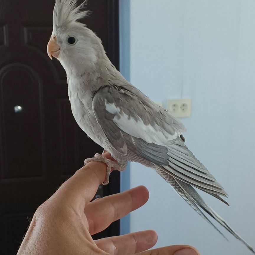 Попугай корелла с клеткой