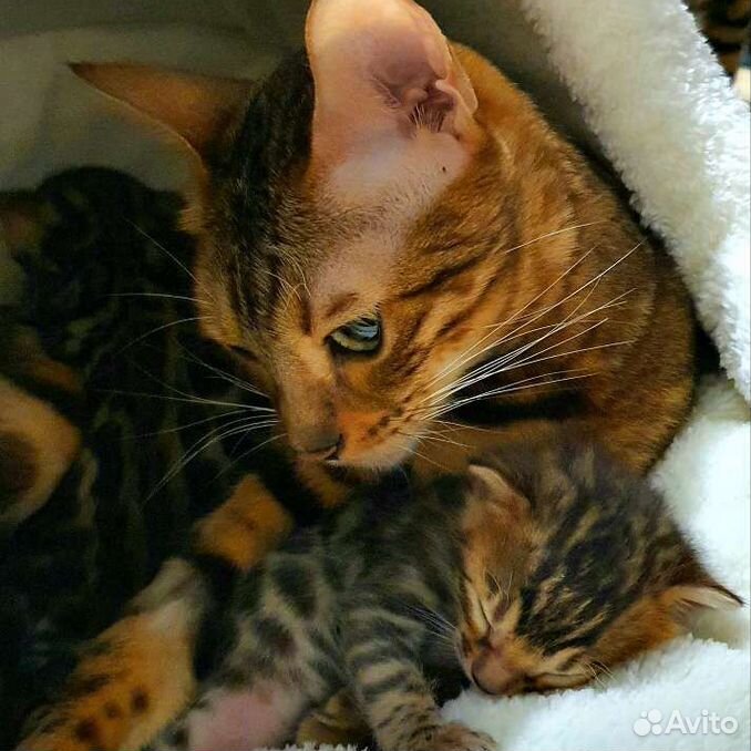 Элитные Бенгальские котята разных возрастов