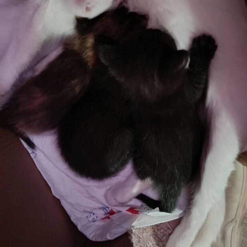 Котёнок в добрые руки