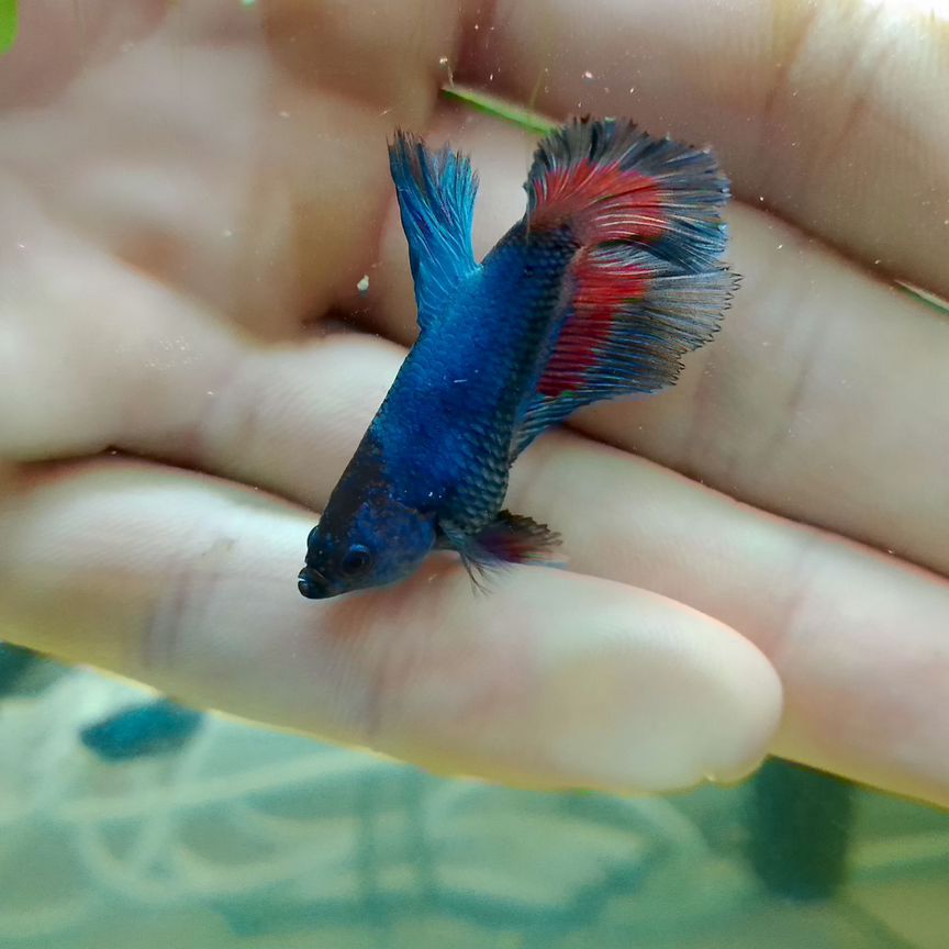 Петушки (Микс) - 2.5-3.0 см