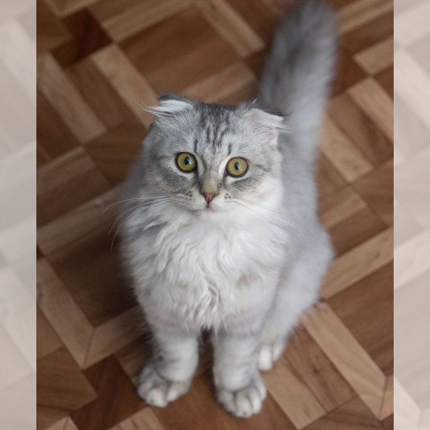 Пушистая вислоухая кошечка