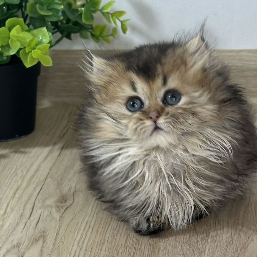 Манчкин котёнок