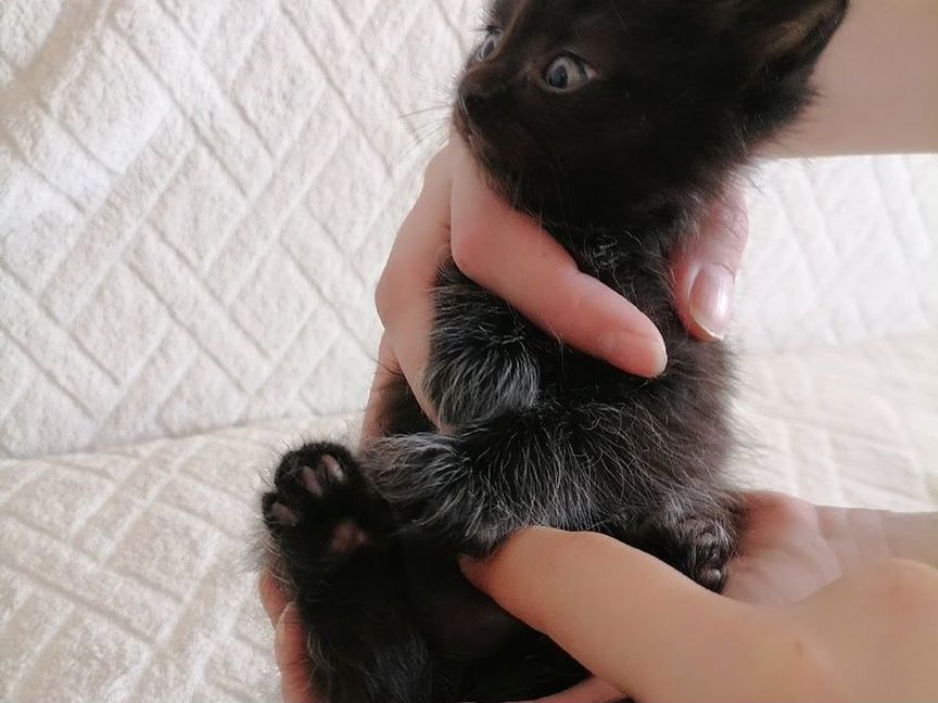Отдам котенка