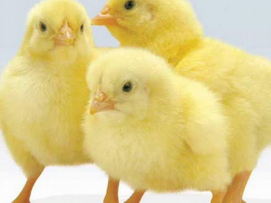 Цыплята бройлеры кобб 500 суточные