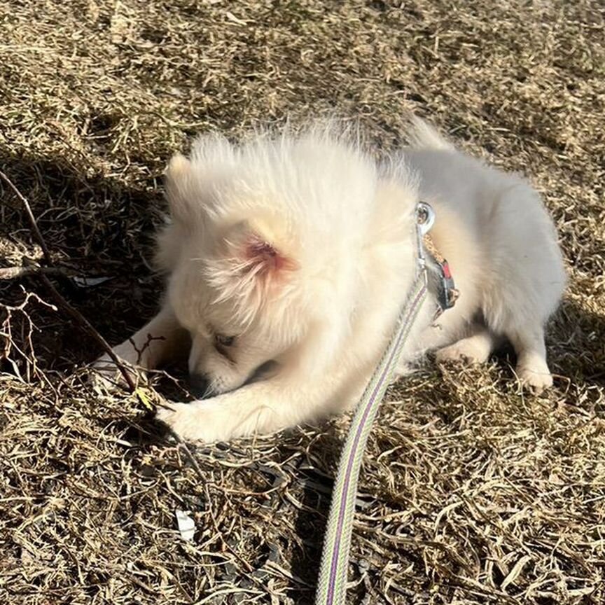 Померанский шпиц, щенок