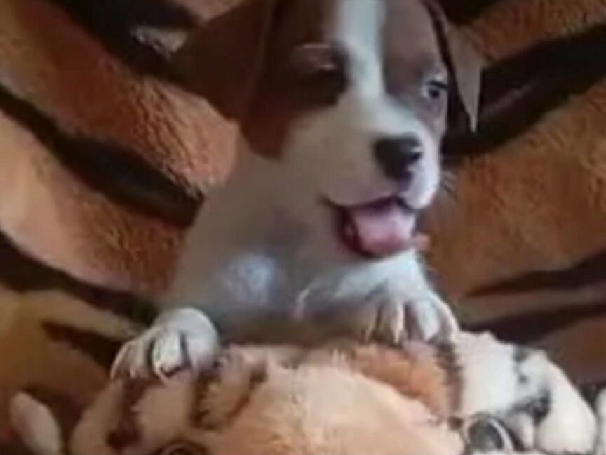 Джек Рассел терьеры гл. ш. мини