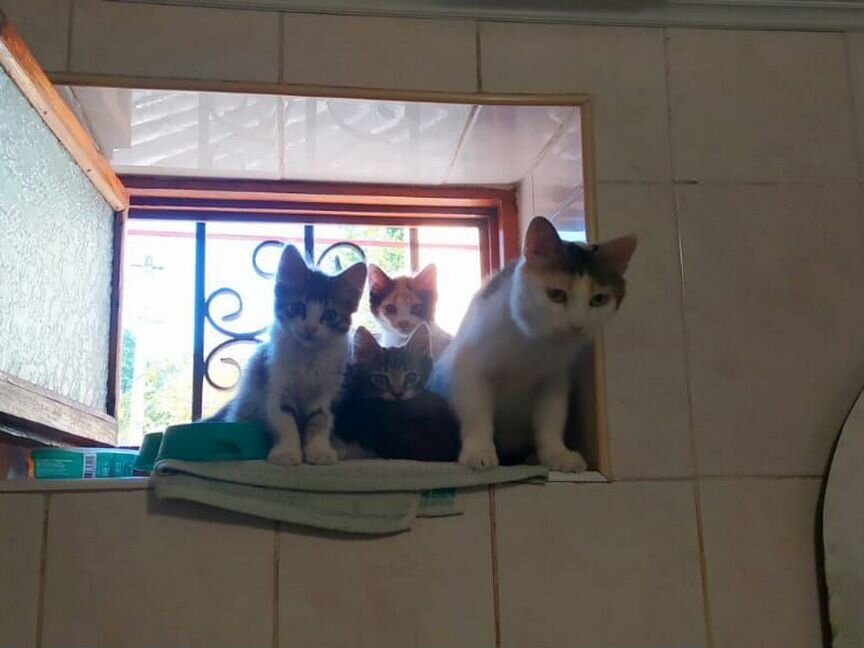 Отдадим в хорошие руки котят