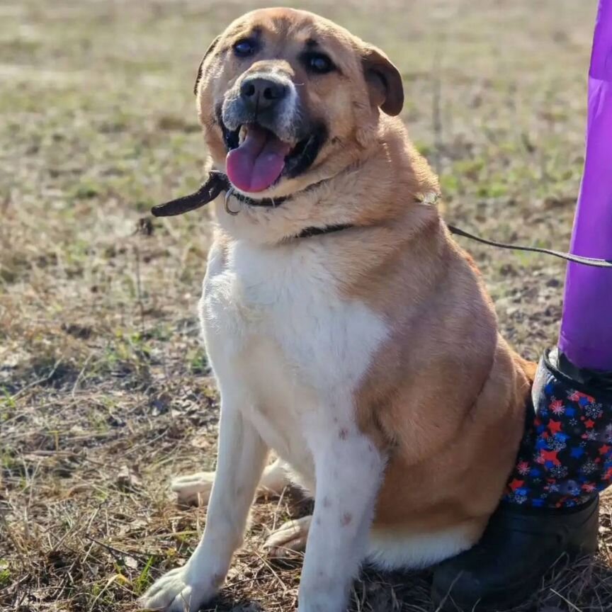 Взрослая собака в добрые руки