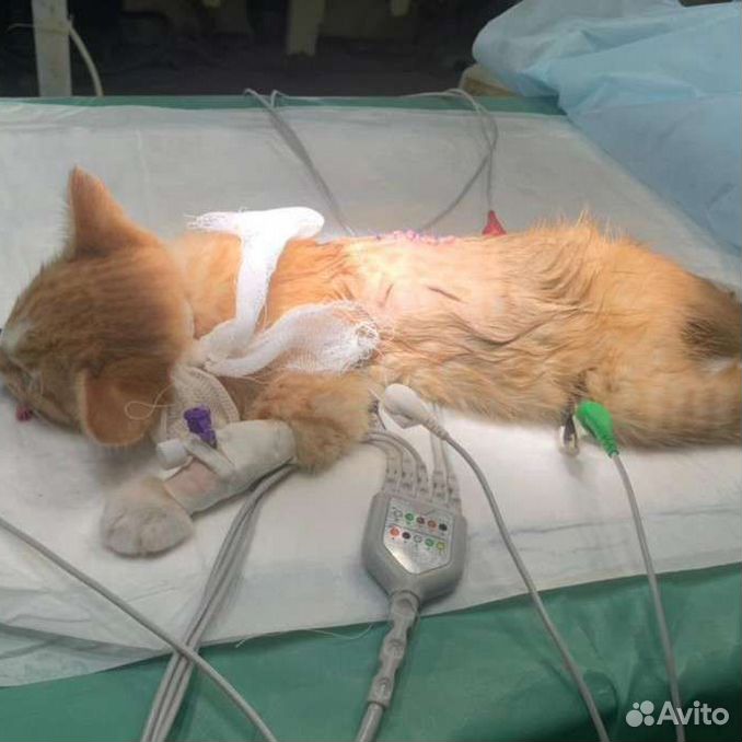 Котенок Чудо старается