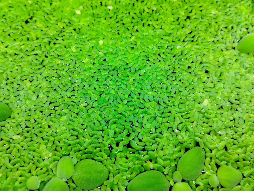 Водоросли улитки креветки