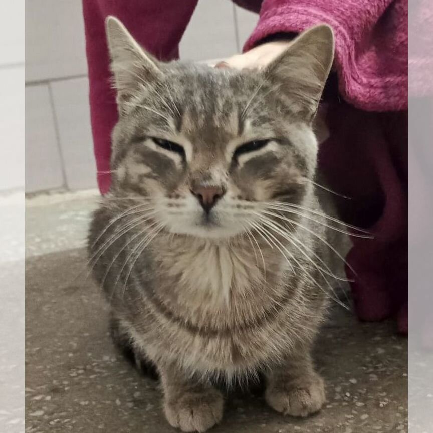 Сибирский котёнок