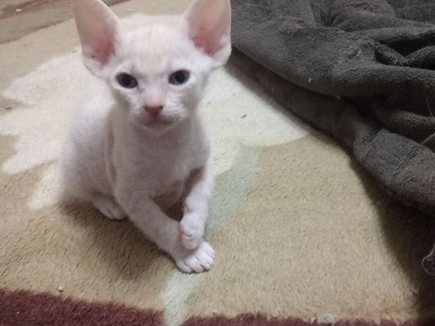 Донской сфинкс браш котята