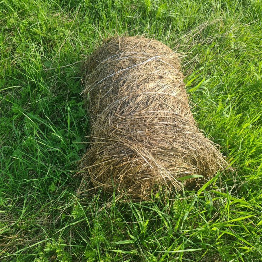 Продам сено в рулонах свежий укос