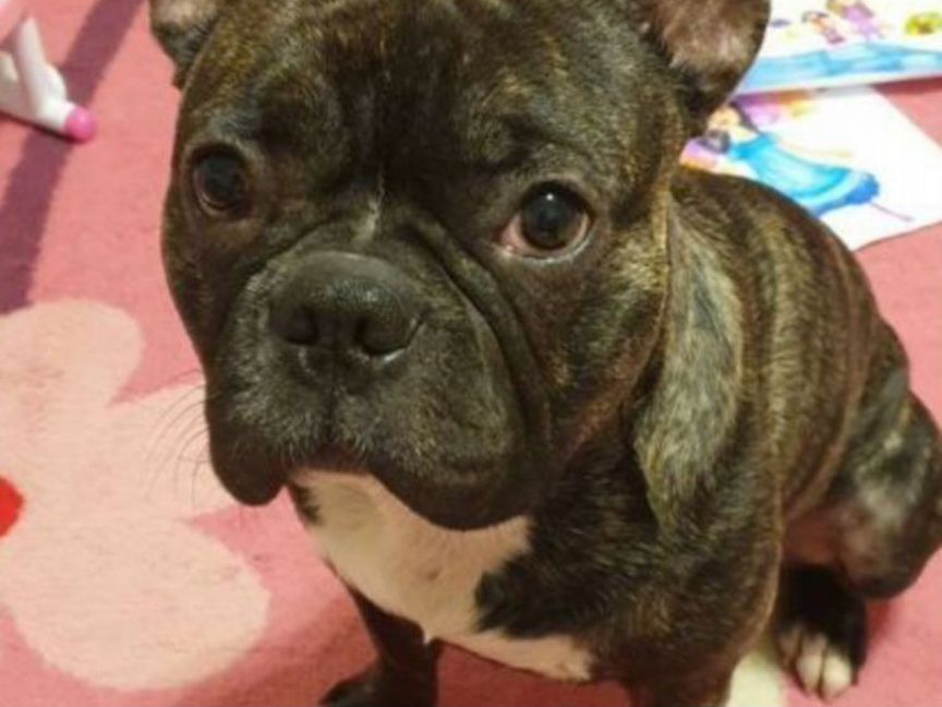 Французский бульдог вязка