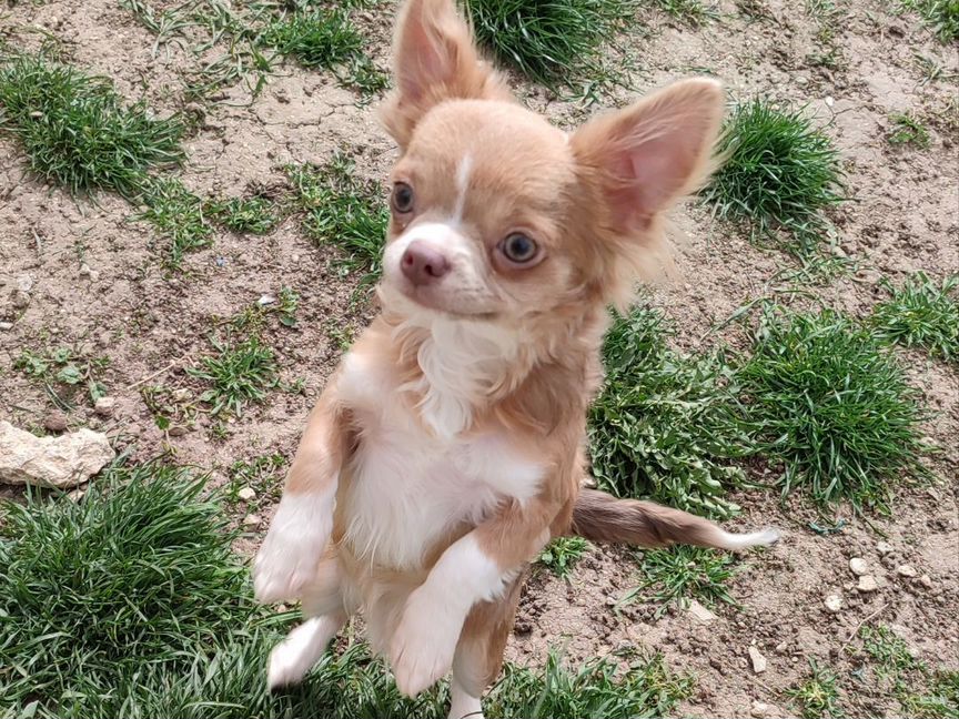 Изабелловый мальчик