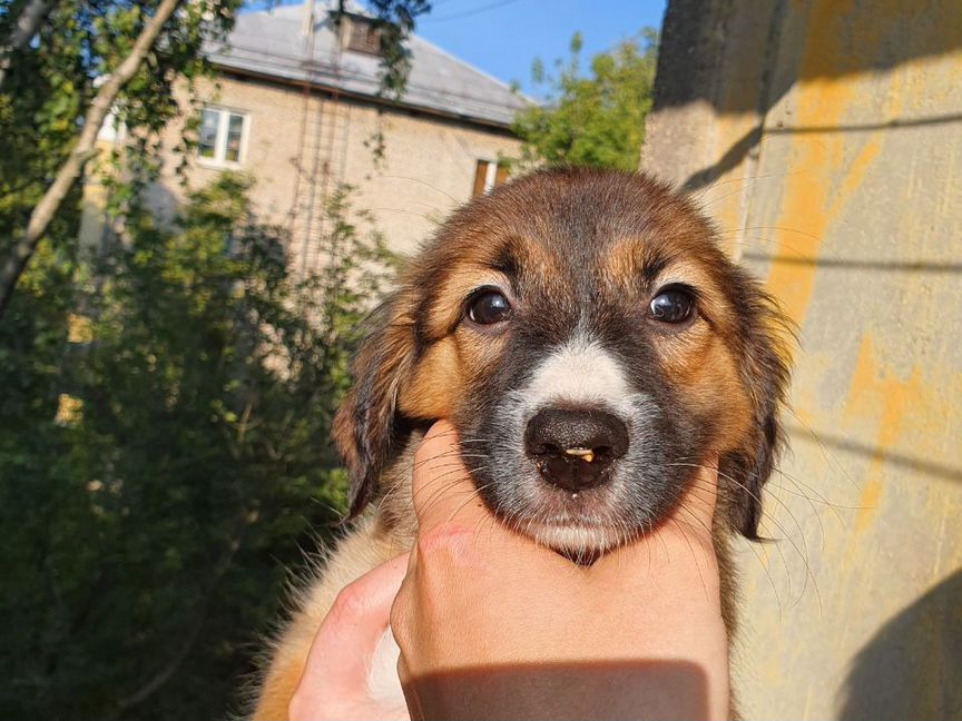 Щенок в добрые руки