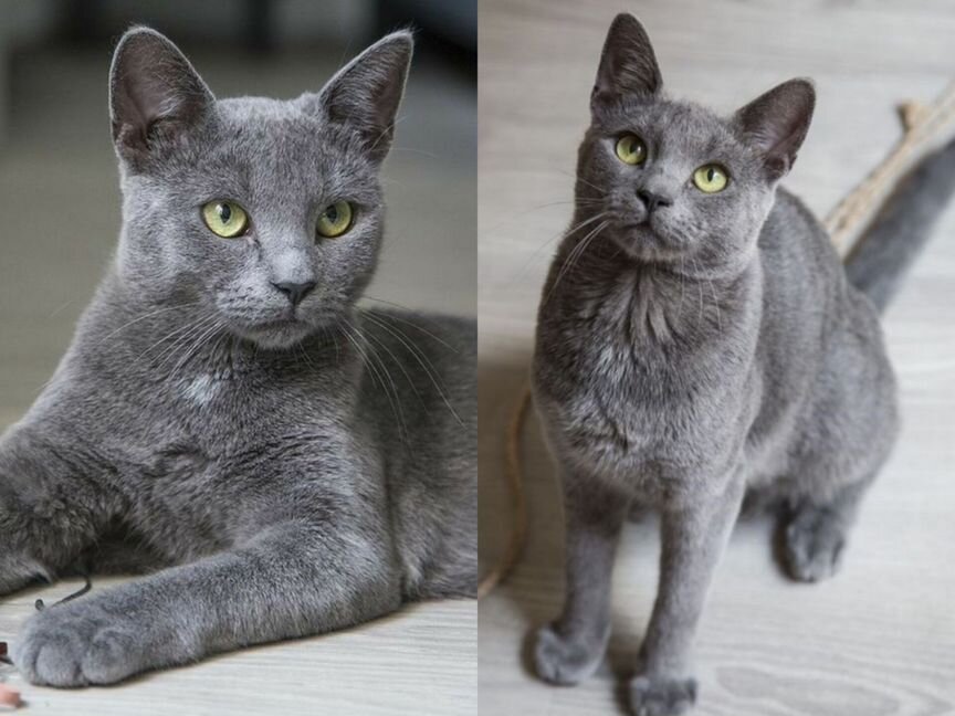 Кастрированный кот в добрые руки