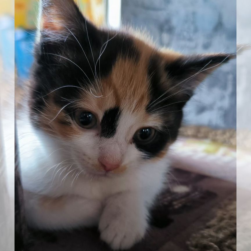 Отдам котёнка (девочка) в хорошие руки