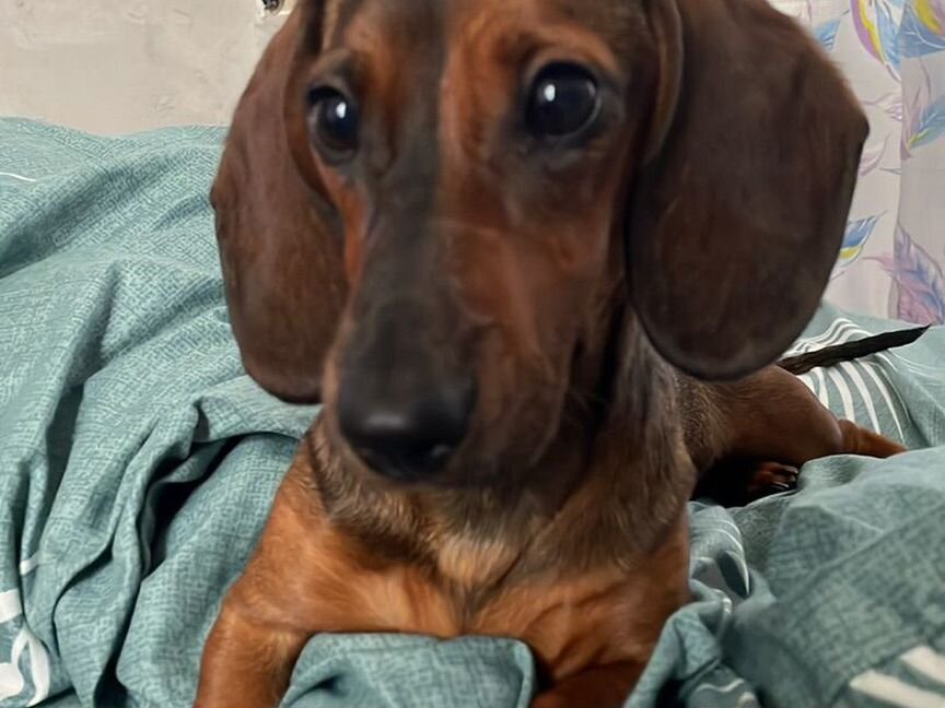 Карликовая такса