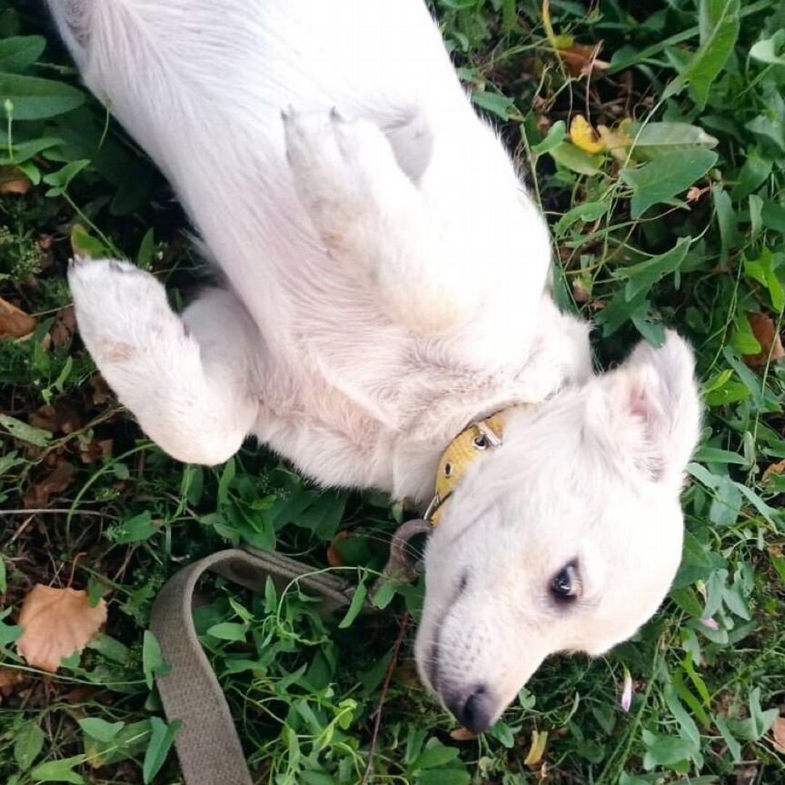 Банни скучает по дому