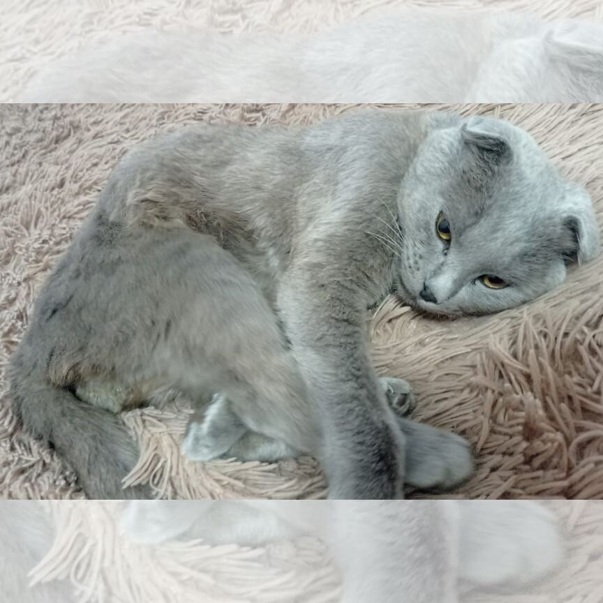 Британский вислоухий кот