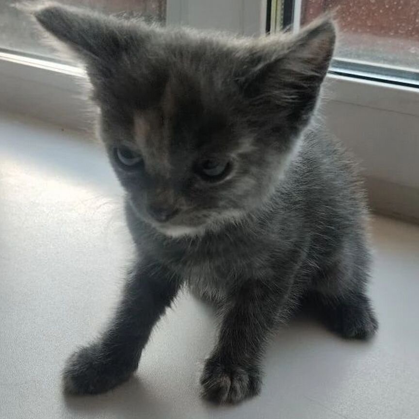 Русский голубой котёнок