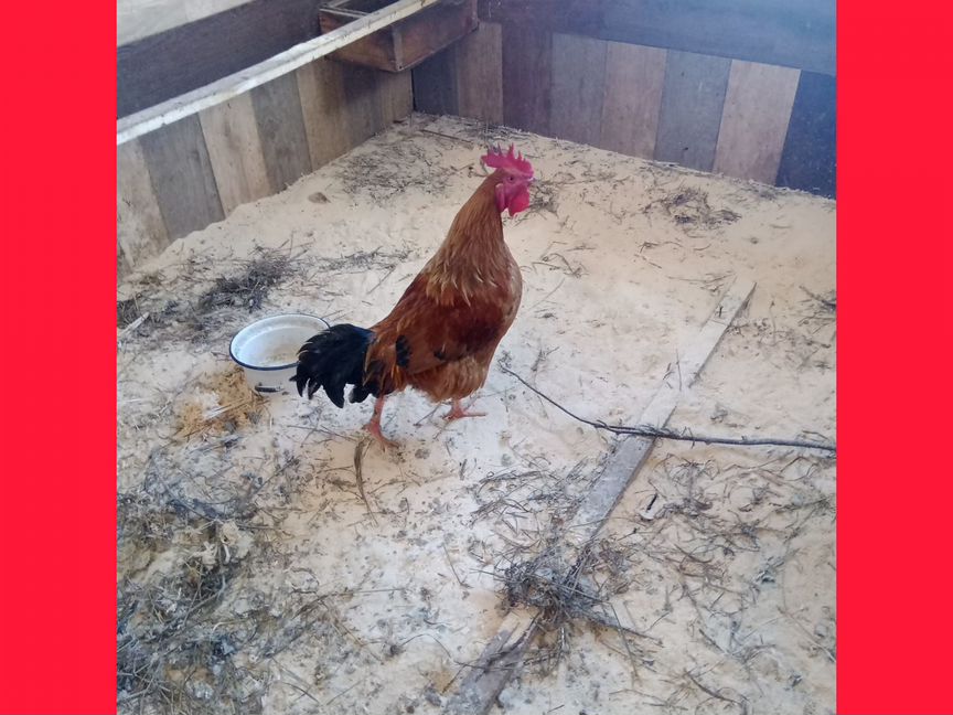 Кучинский петух 1 год