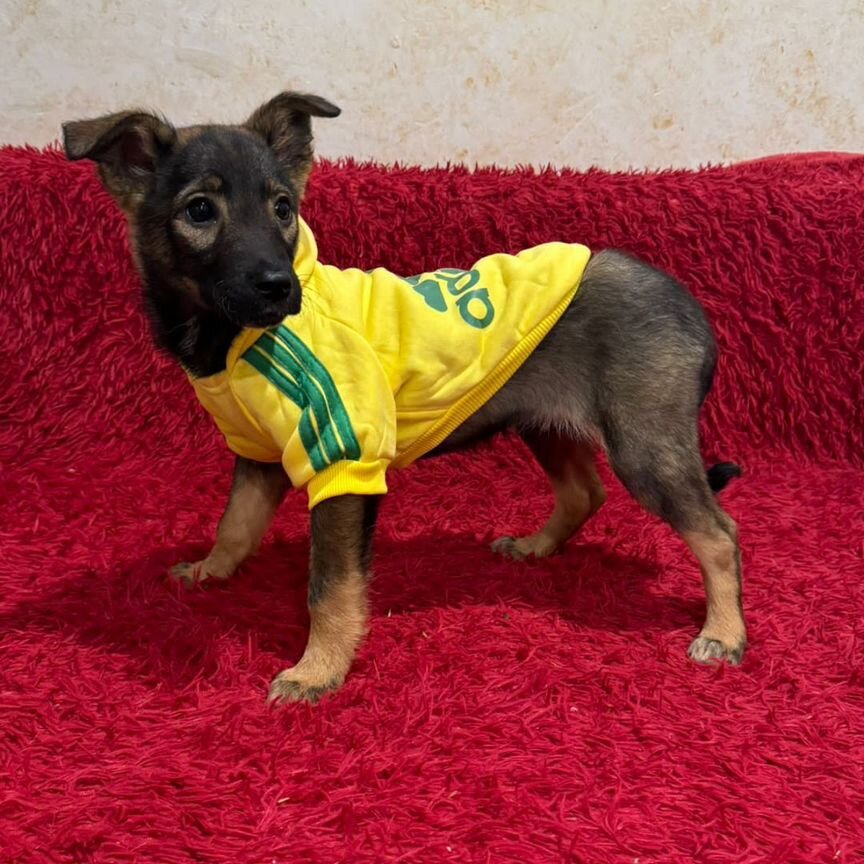 Щенок в добрые руки