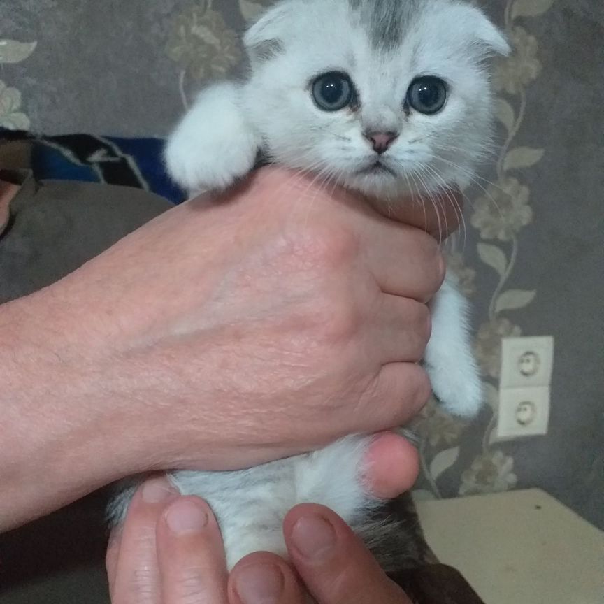 Шотландская серебристая шиншилла