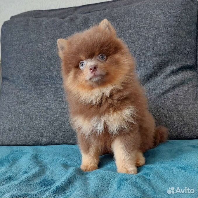 Шпиц лилово-подпалый