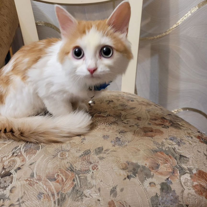 Кошки