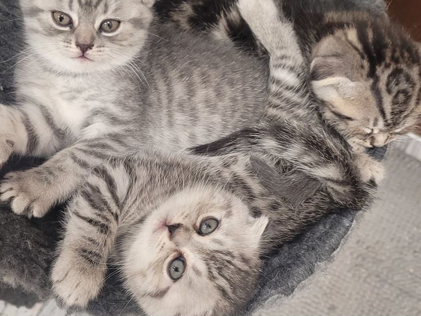 Шотландские котята